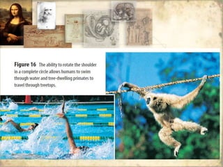 Chapter 6 section 3 (evolution of primates) | PPTX