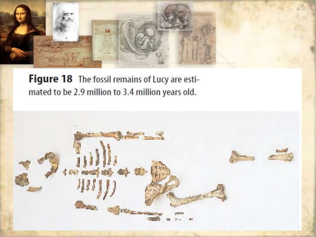 Chapter 6 section 3 (evolution of primates) | PPT