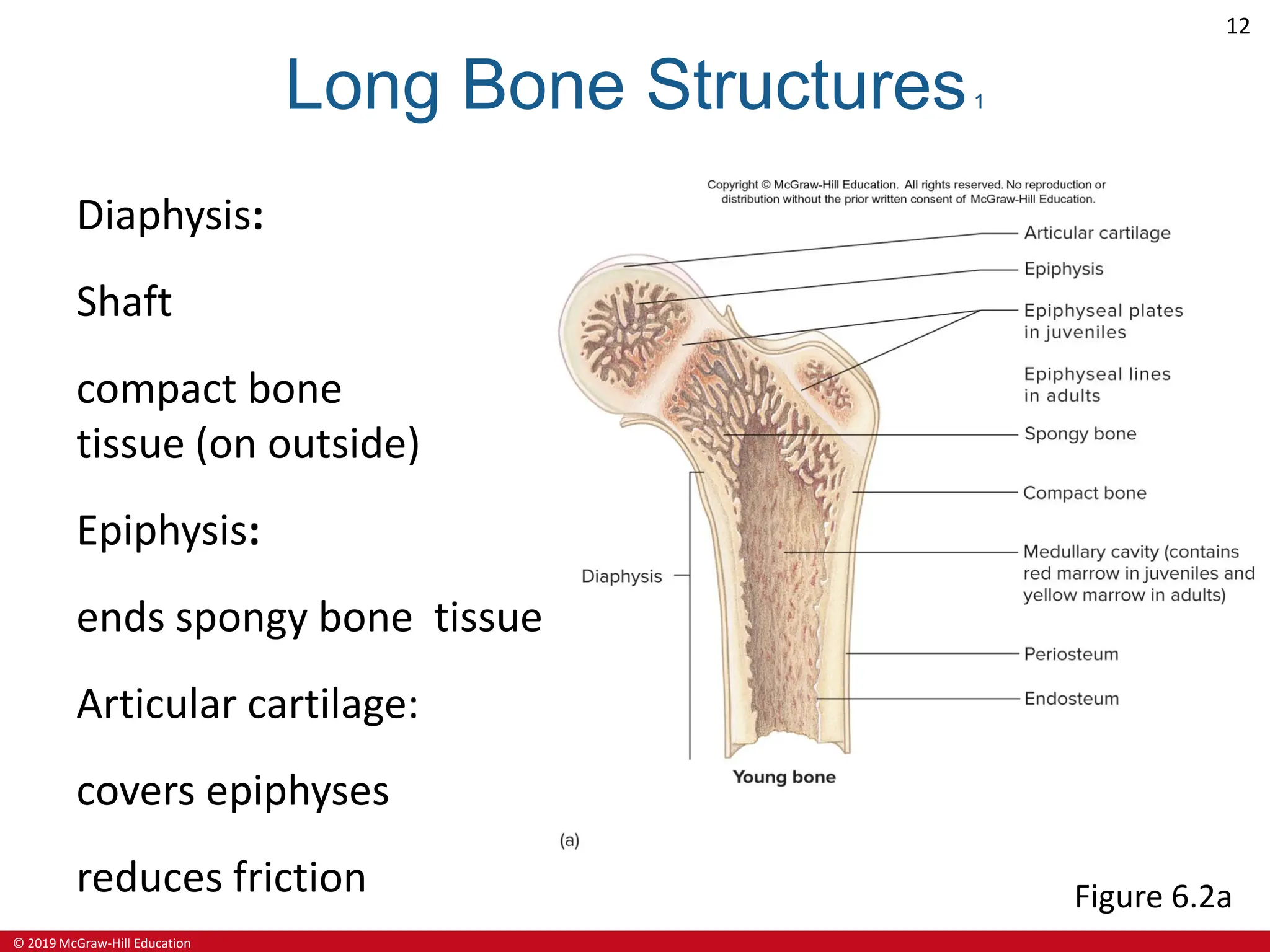 CHAPTER 6 SKELETAL SYSTEM in Anatomy and Physiologypdf | PDF