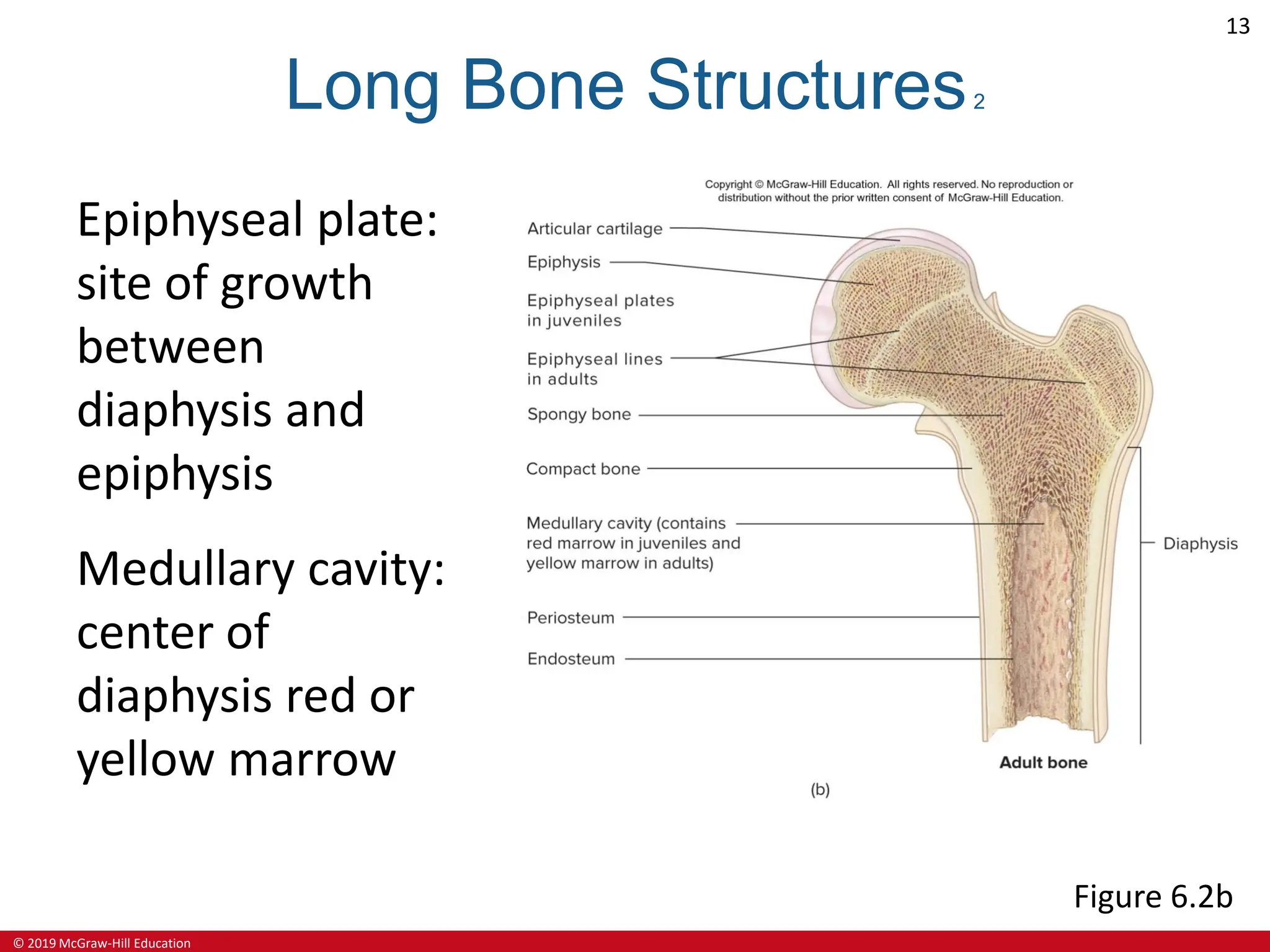 CHAPTER 6 SKELETAL SYSTEM in Anatomy and Physiologypdf | PDF