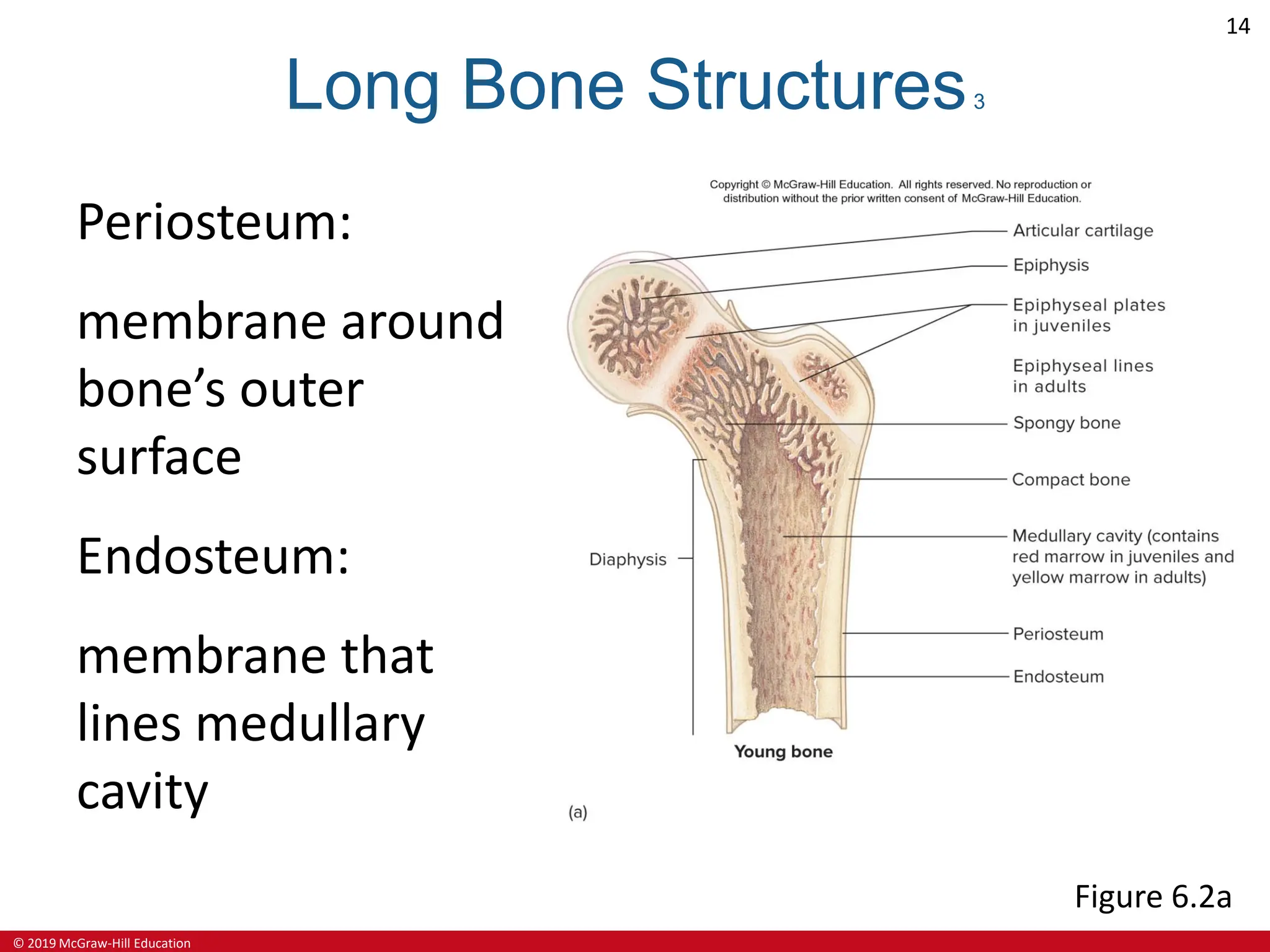CHAPTER 6 SKELETAL SYSTEM in Anatomy and Physiologypdf | PDF