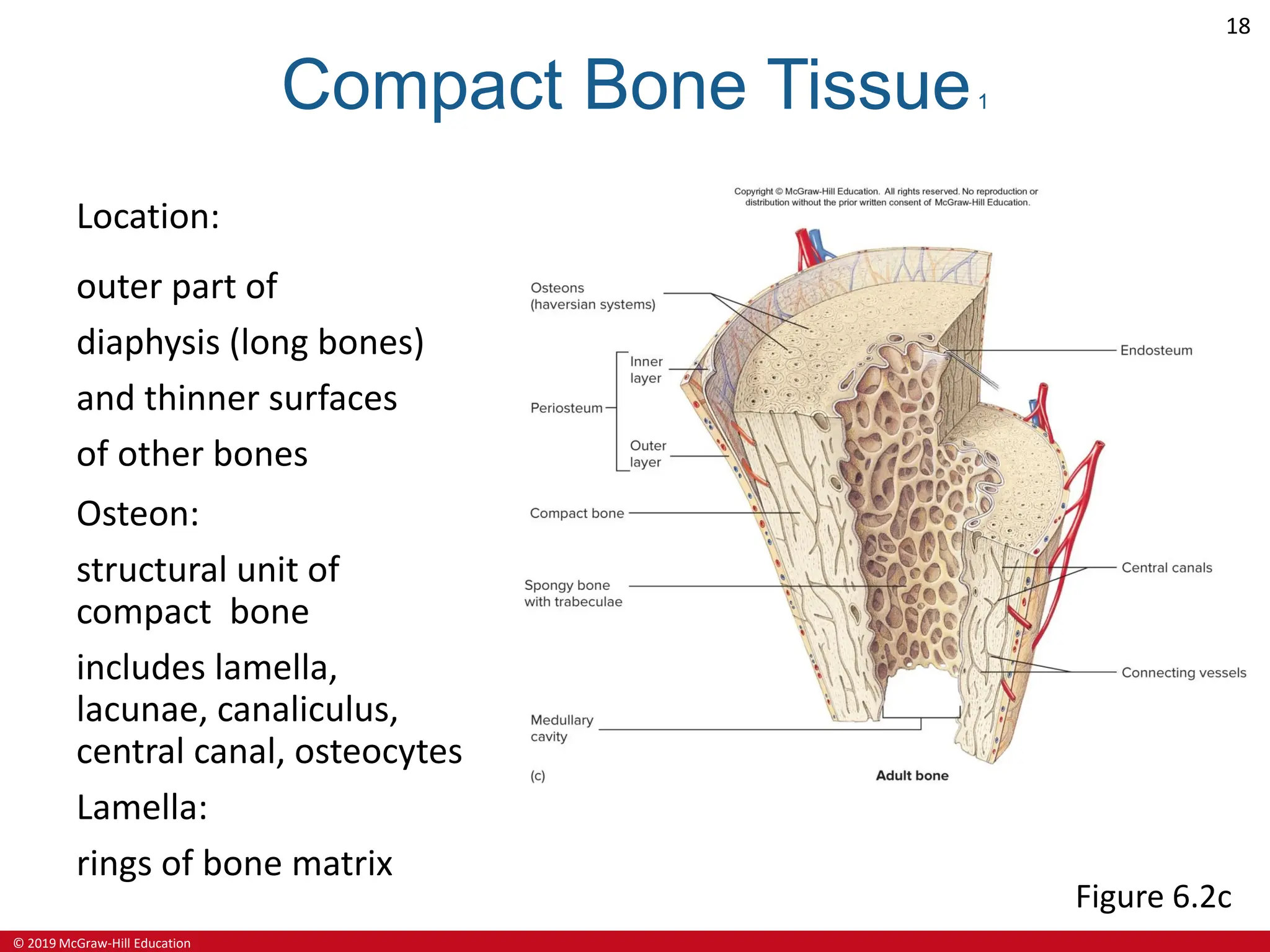 CHAPTER 6 SKELETAL SYSTEM in Anatomy and Physiologypdf | PDF