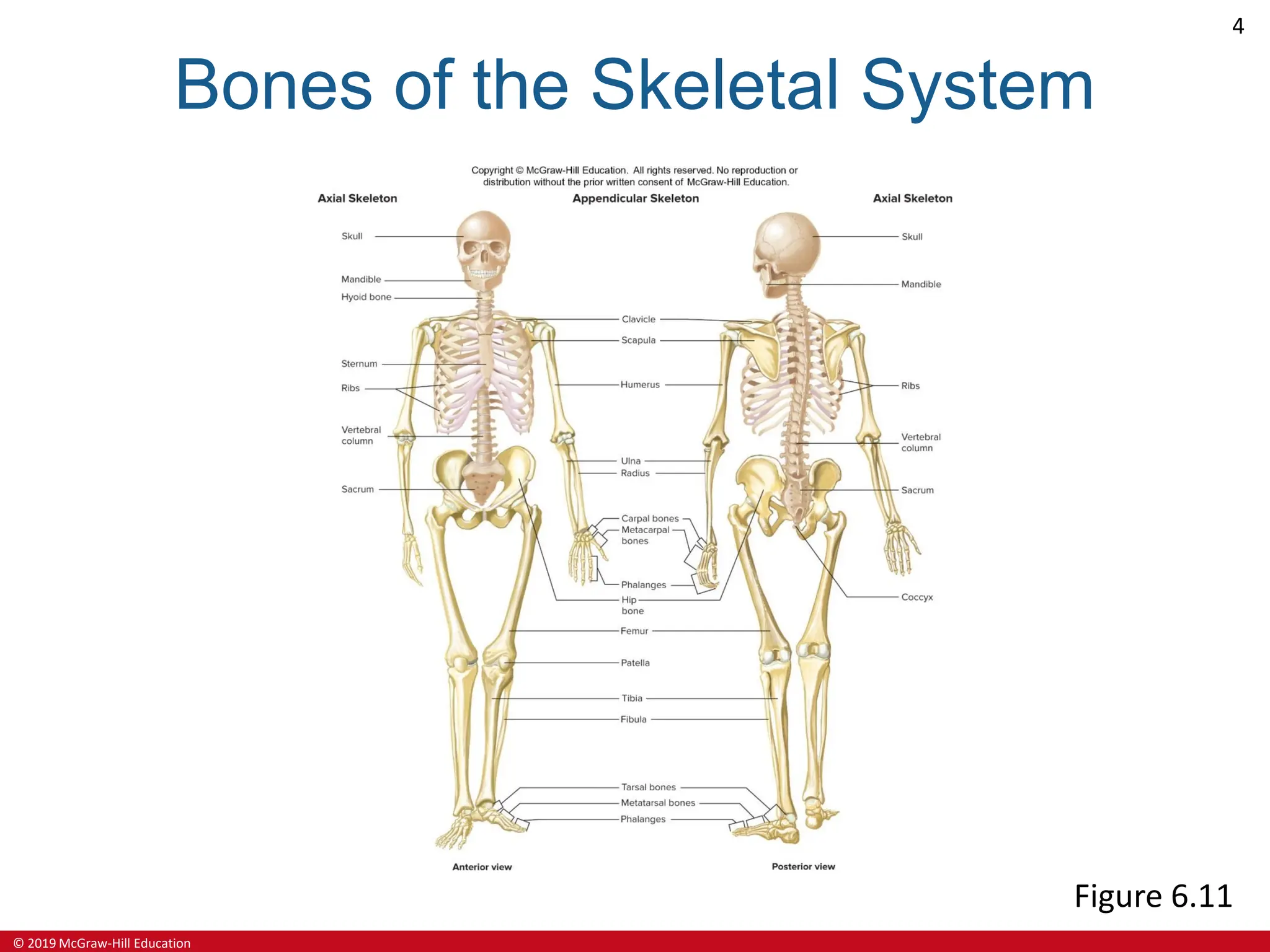 CHAPTER 6 SKELETAL SYSTEM in Anatomy and Physiologypdf | PDF