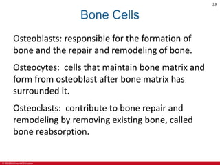 CHAPTER 6 SKELETAL SYSTEM in Anatomy and Physiologypdf | PDF