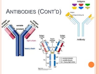 Chapter 6 terms | PPT