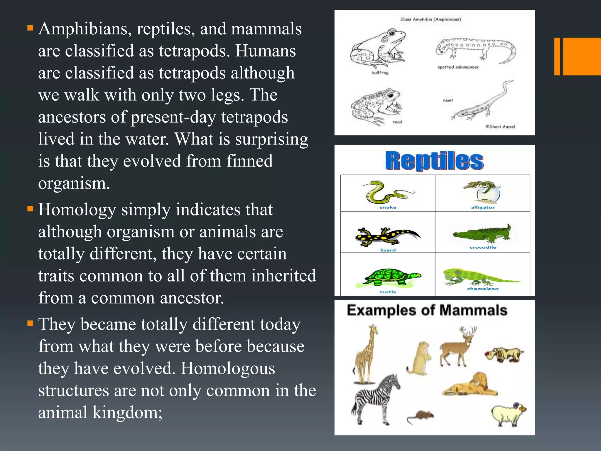 Chapter 6 : The Process of Evolution | PPTX