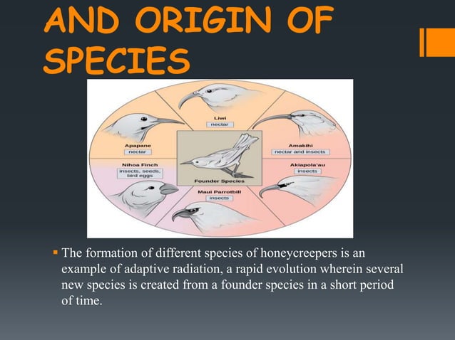 Chapter 6 : The Process of Evolution | PPTX