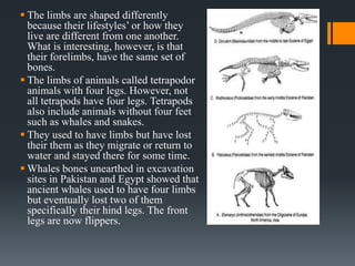 Chapter 6 : The Process of Evolution | PPTX