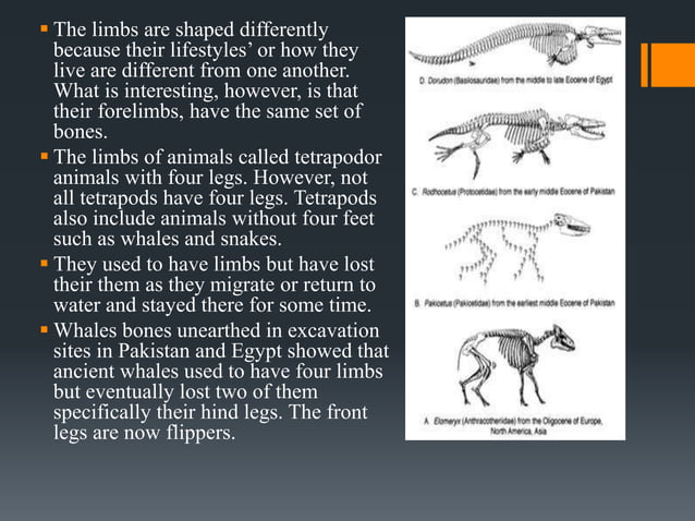 Chapter 6 : The Process of Evolution | PPTX