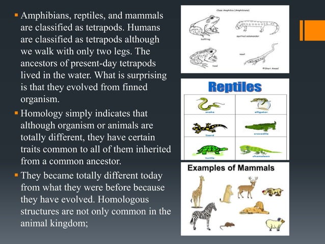 Chapter 6 : The Process of Evolution | PPTX