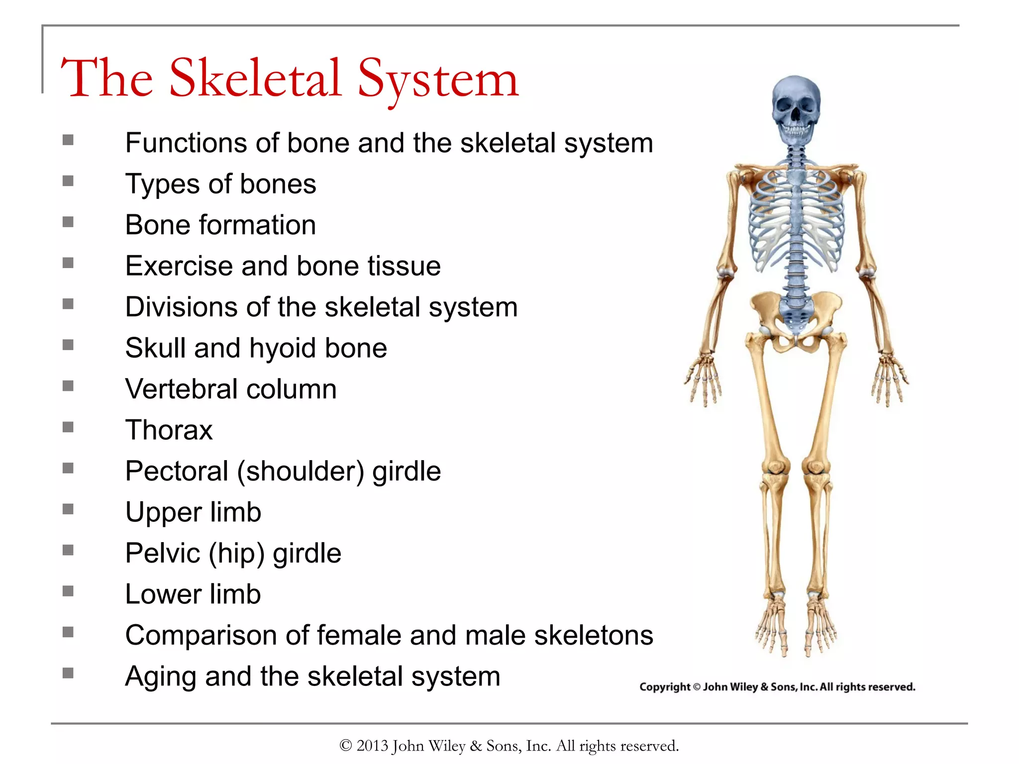 Chapter 6 the skeletal system | PPT