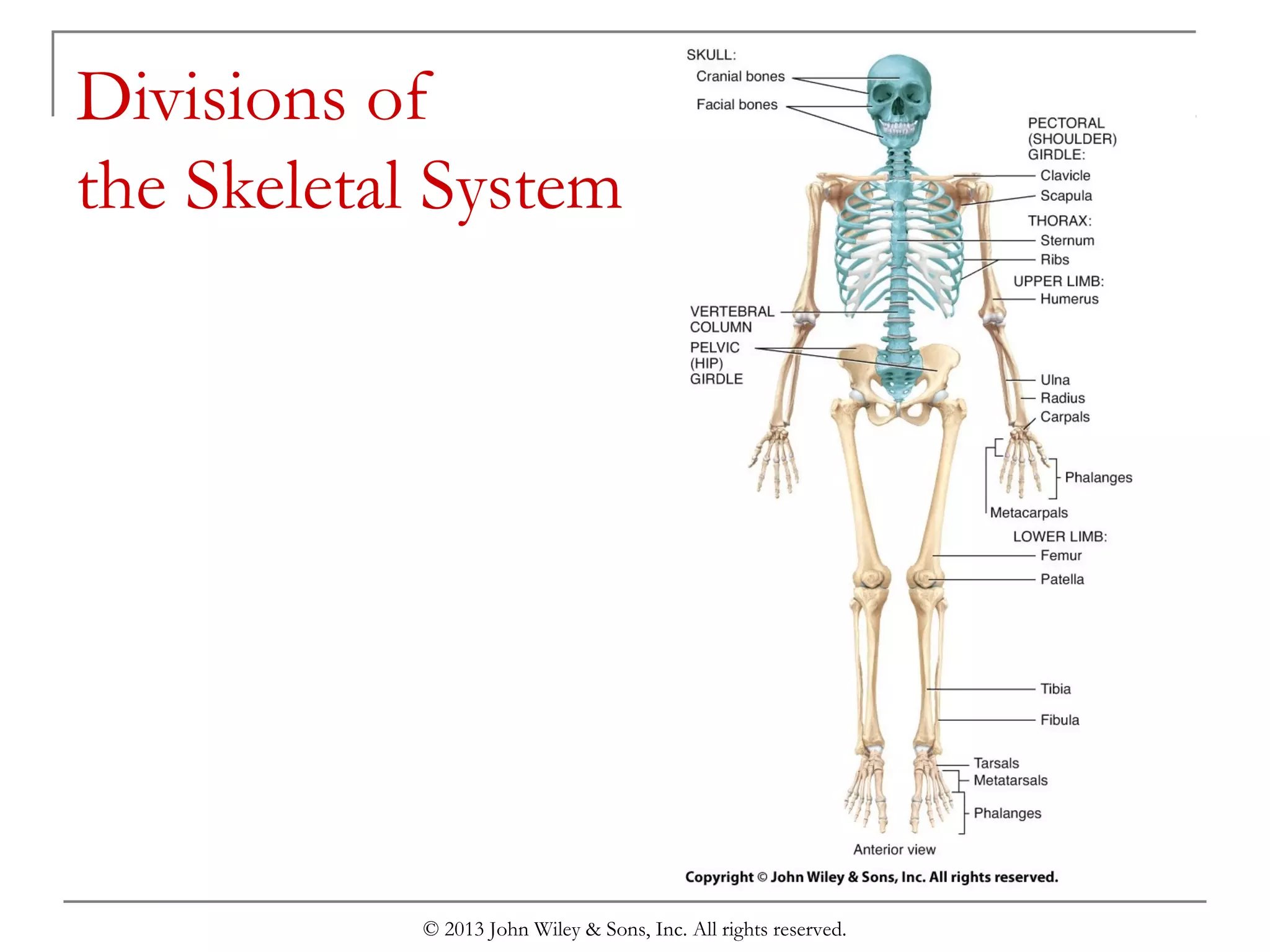 Chapter 6 the skeletal system | PPT