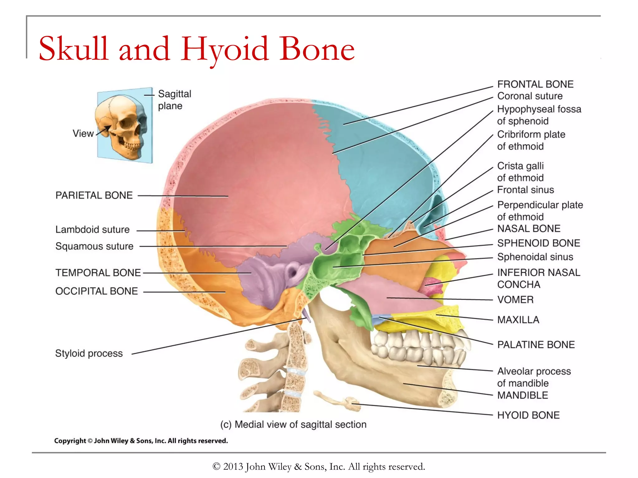 Chapter 6 the skeletal system | PPT