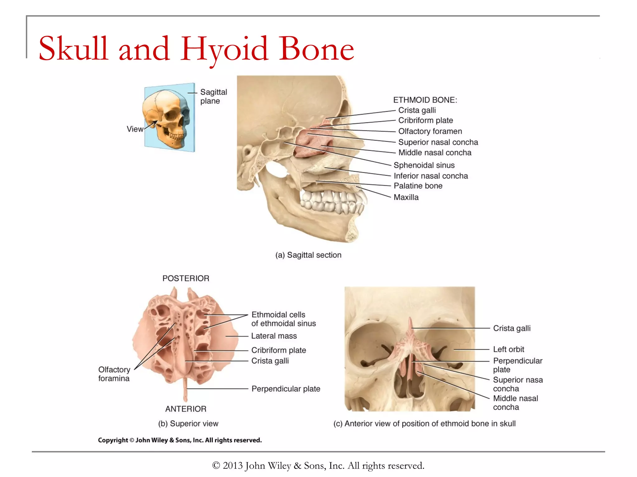 Chapter 6 the skeletal system | PPT