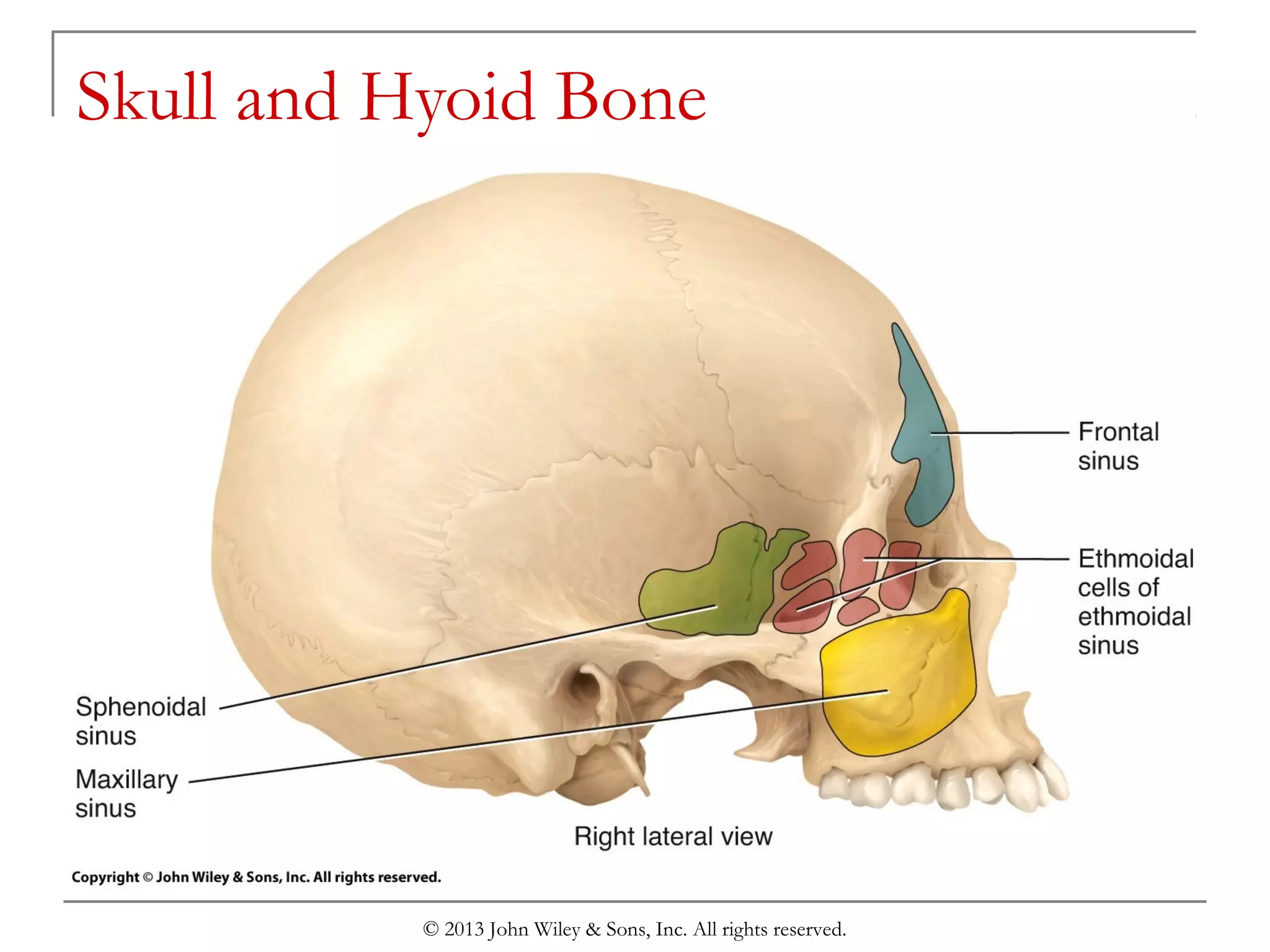 Chapter 6 the skeletal system | PPT