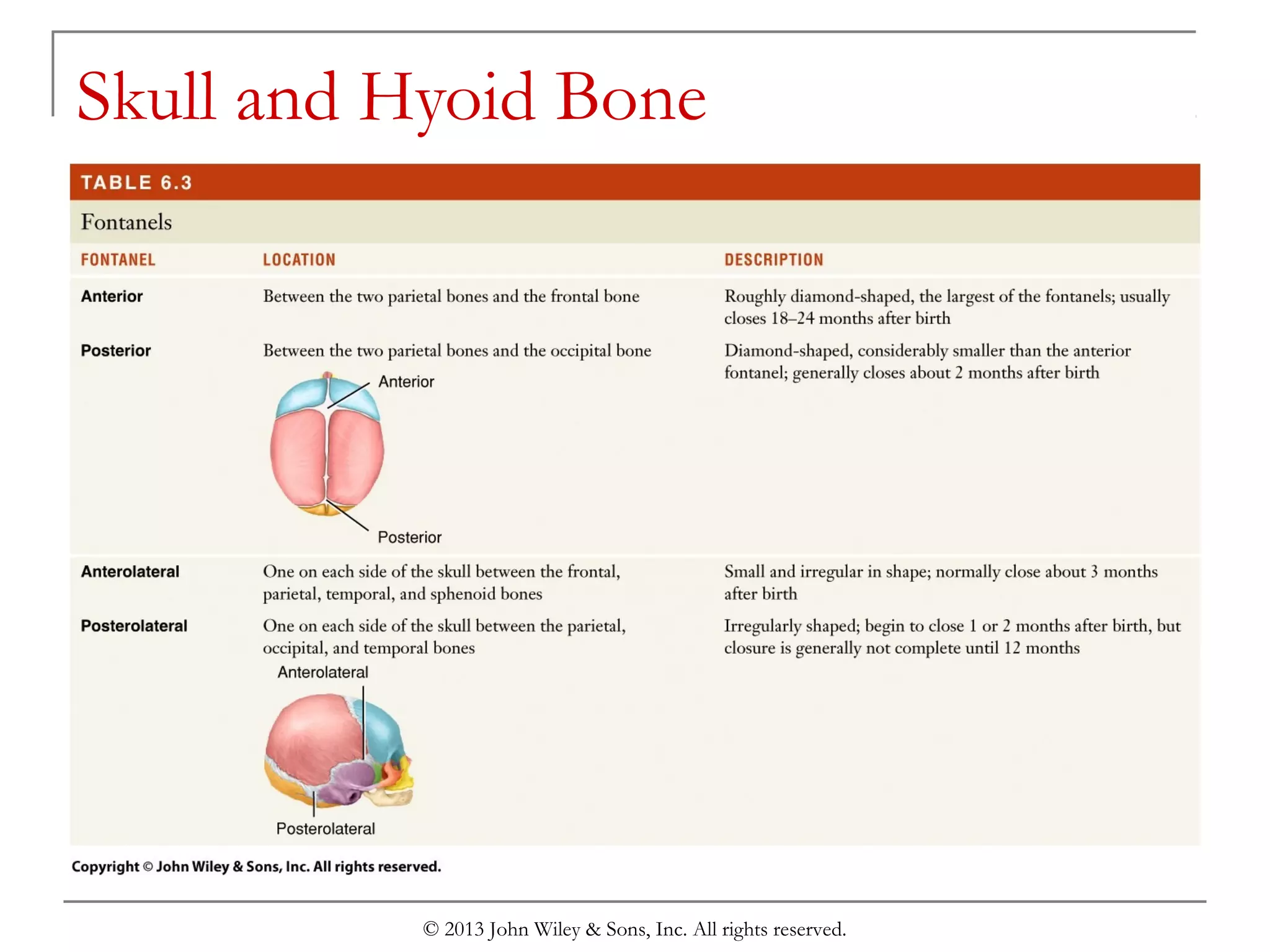 Chapter 6 the skeletal system | PPT