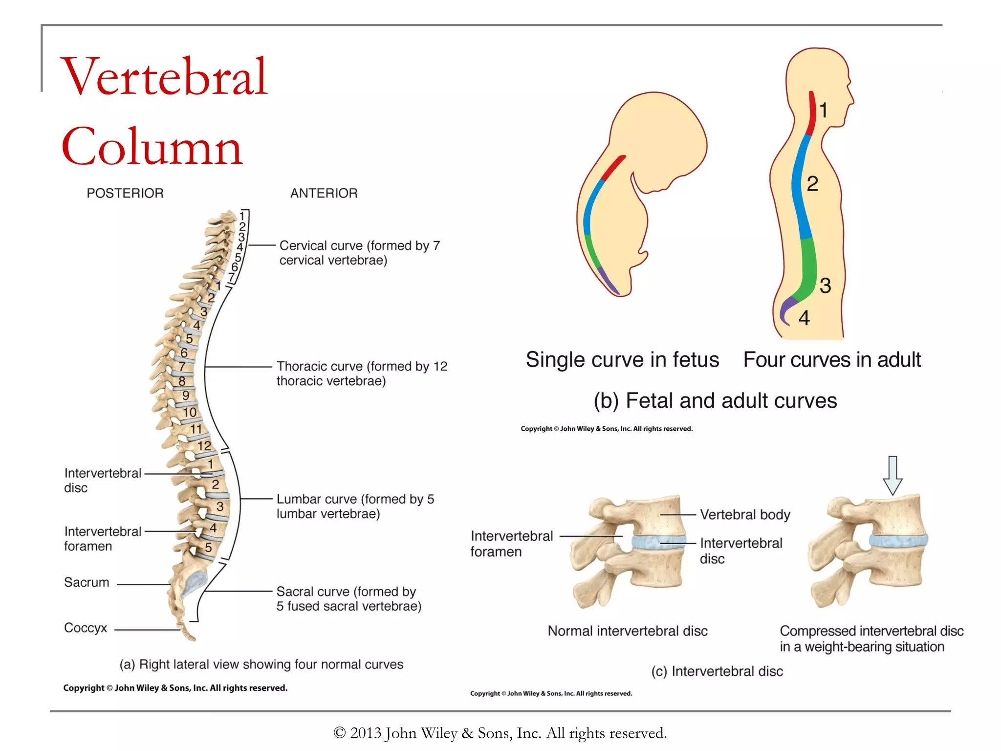 Chapter 6 the skeletal system | PPT