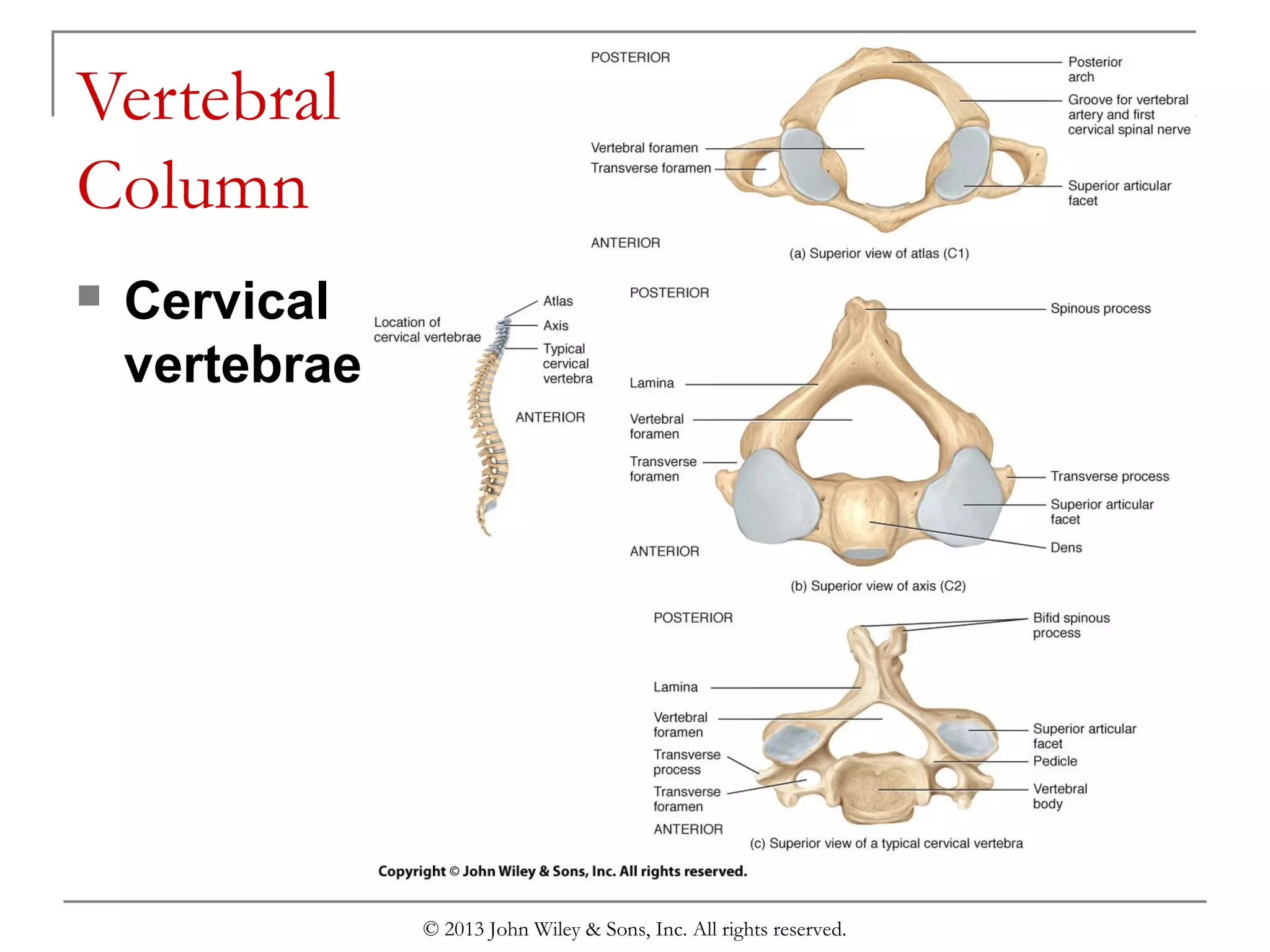 Chapter 6 the skeletal system | PPT