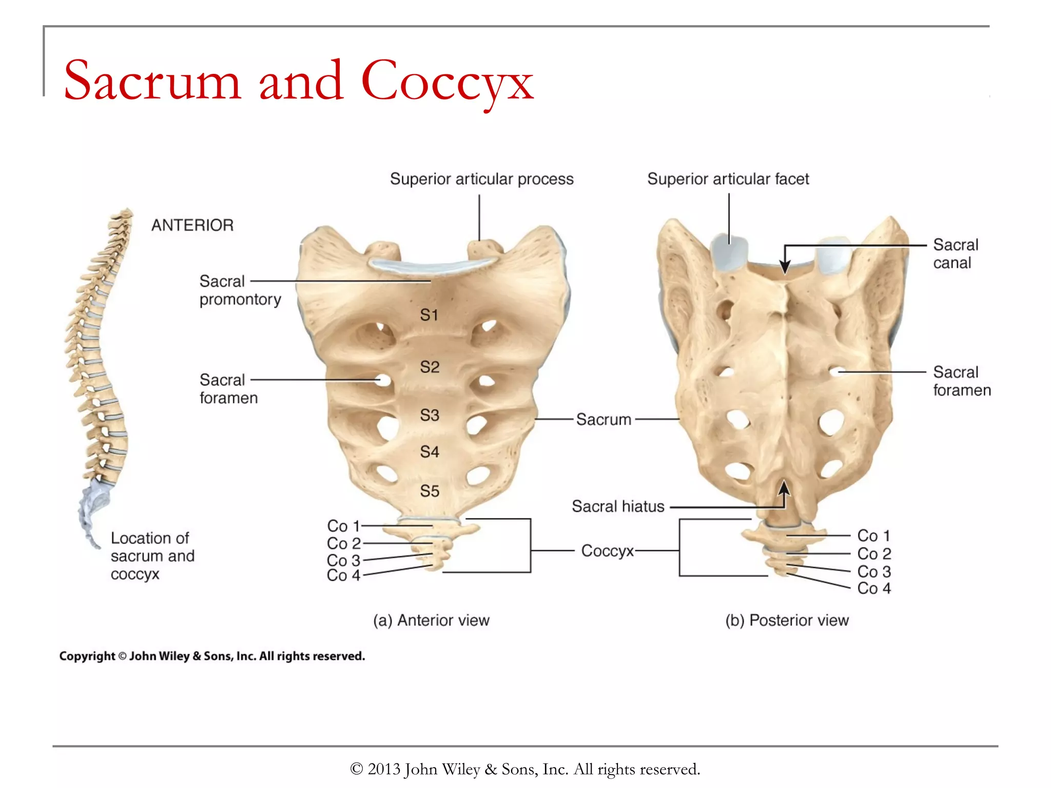 Chapter 6 the skeletal system | PPT