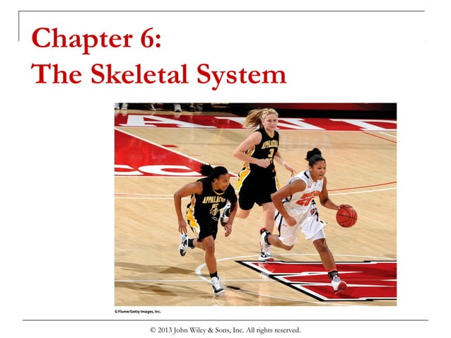 Chapter 6 the skeletal system | PPT