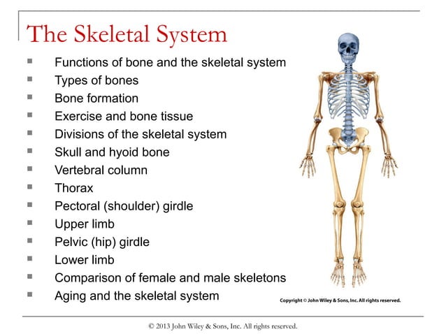 Chapter 6 the skeletal system | PPT