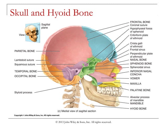 Chapter 6 the skeletal system | PPT
