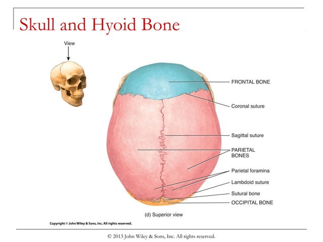 Chapter 6 the skeletal system | PPT