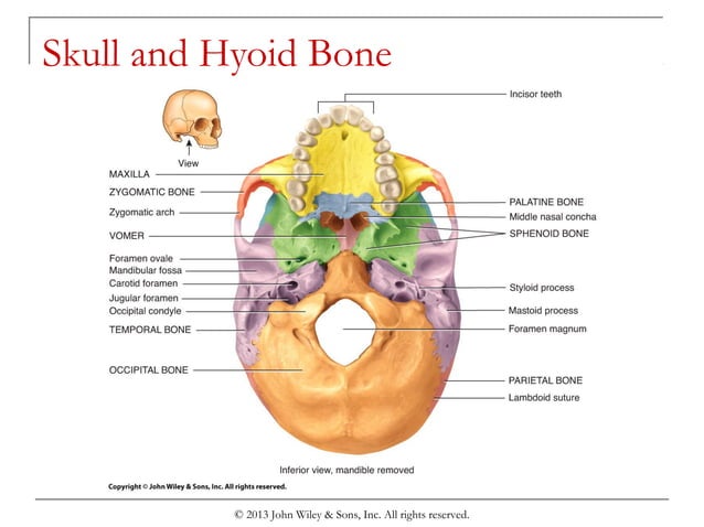 Chapter 6 the skeletal system | PPT