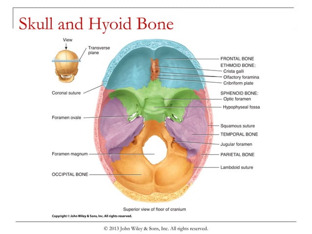 Chapter 6 the skeletal system | PPT