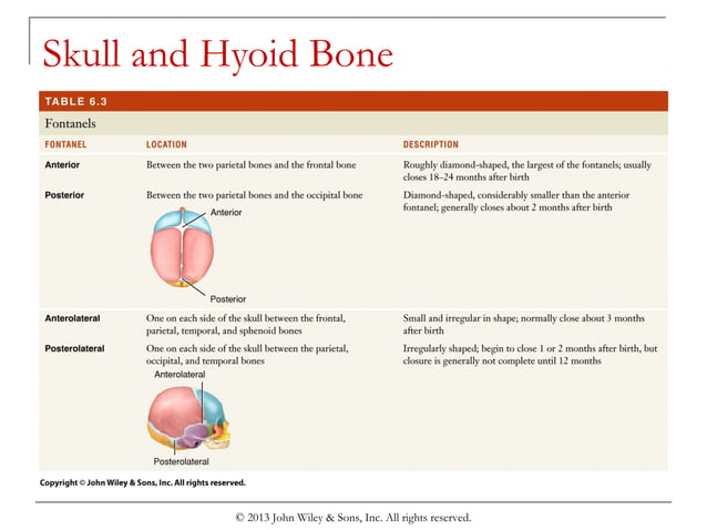 Chapter 6 the skeletal system | PPT
