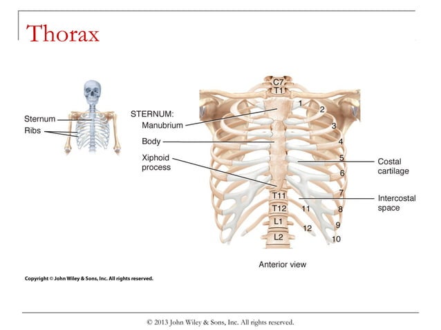 Chapter 6 the skeletal system | PPT