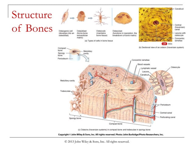 Chapter 6 the skeletal system | PPT