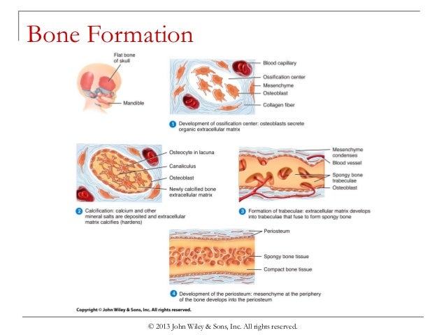 Chapter 6 the skeletal system