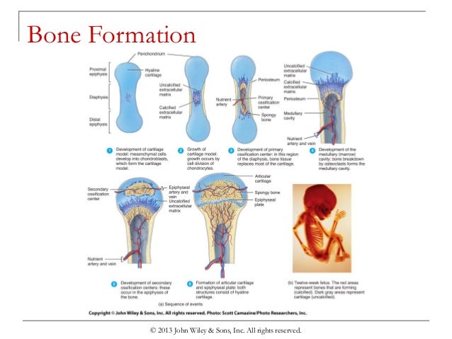 Chapter 6 the skeletal system
