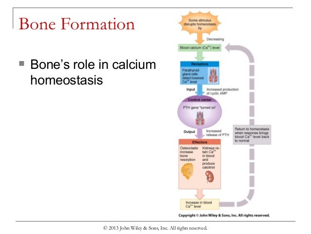 Chapter 6 the skeletal system