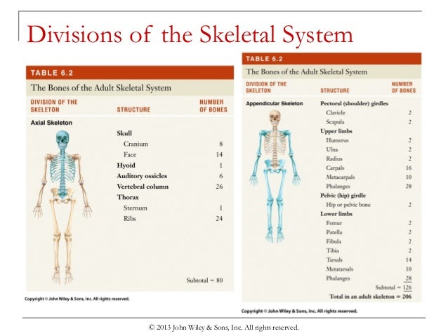 Chapter 6 the skeletal system