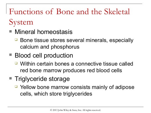 Chapter 6 the skeletal system