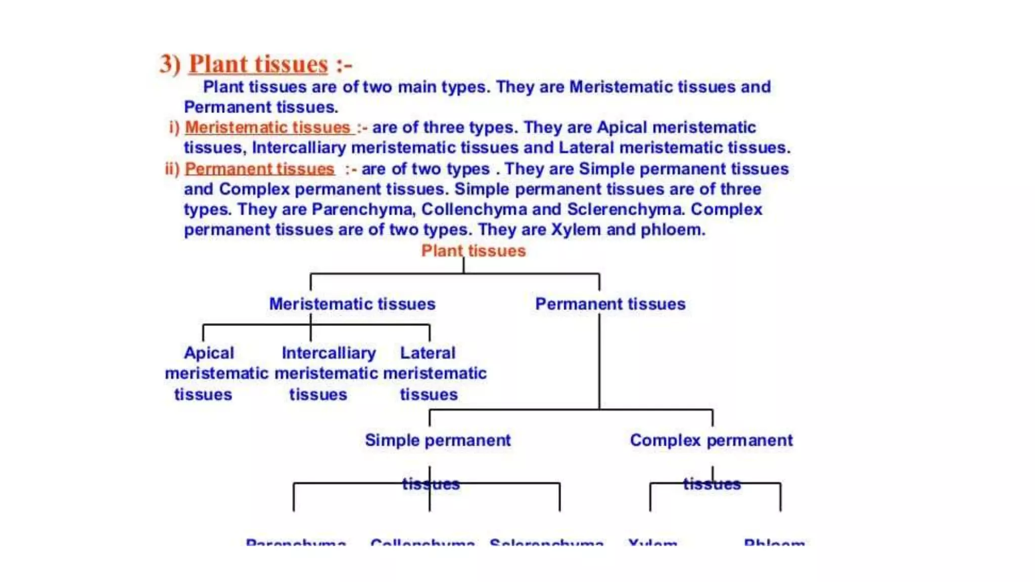 Chapter 6 tissue Class 9th | PPTX | Biological Sciences | Science