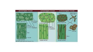 Chapter 6 tissue Class 9th | PPT