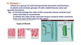 Chapter 6 tissue Class 9th | PPTX | Biological Sciences | Science