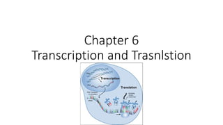 Chapter 6 transcription and translation | PPTX