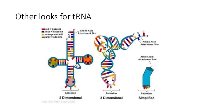 Chapter 6 transcription and translation