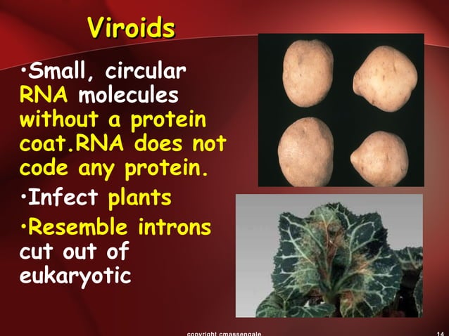 Chapter 6 viroids and prions | PPT