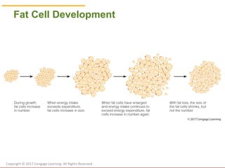 Chapter 7: Weight Management | PPT