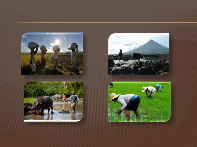 The Agrarian Reform Program of the Philippines | PPTX | Agriculture ...