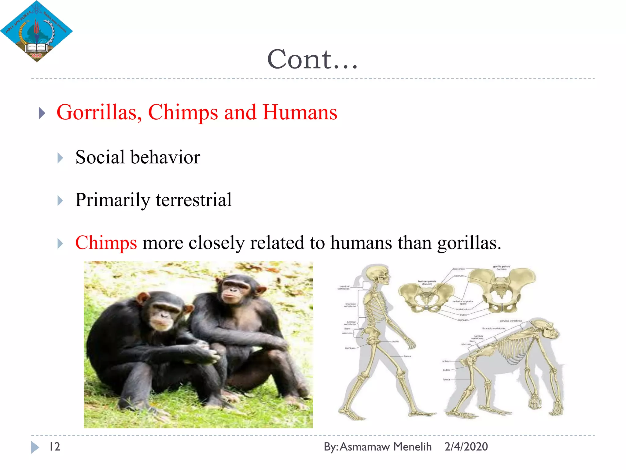 Human Evolution | PDF