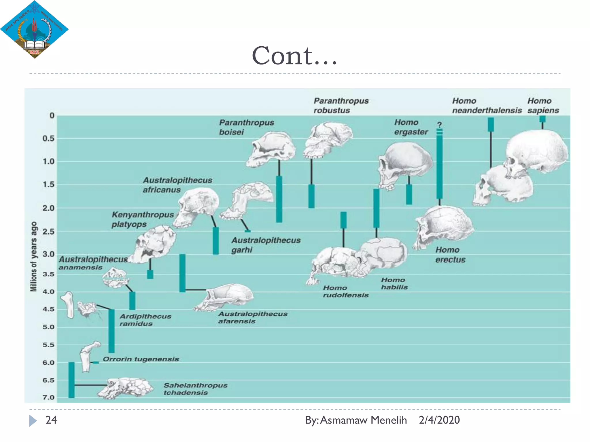 Human Evolution | PDF
