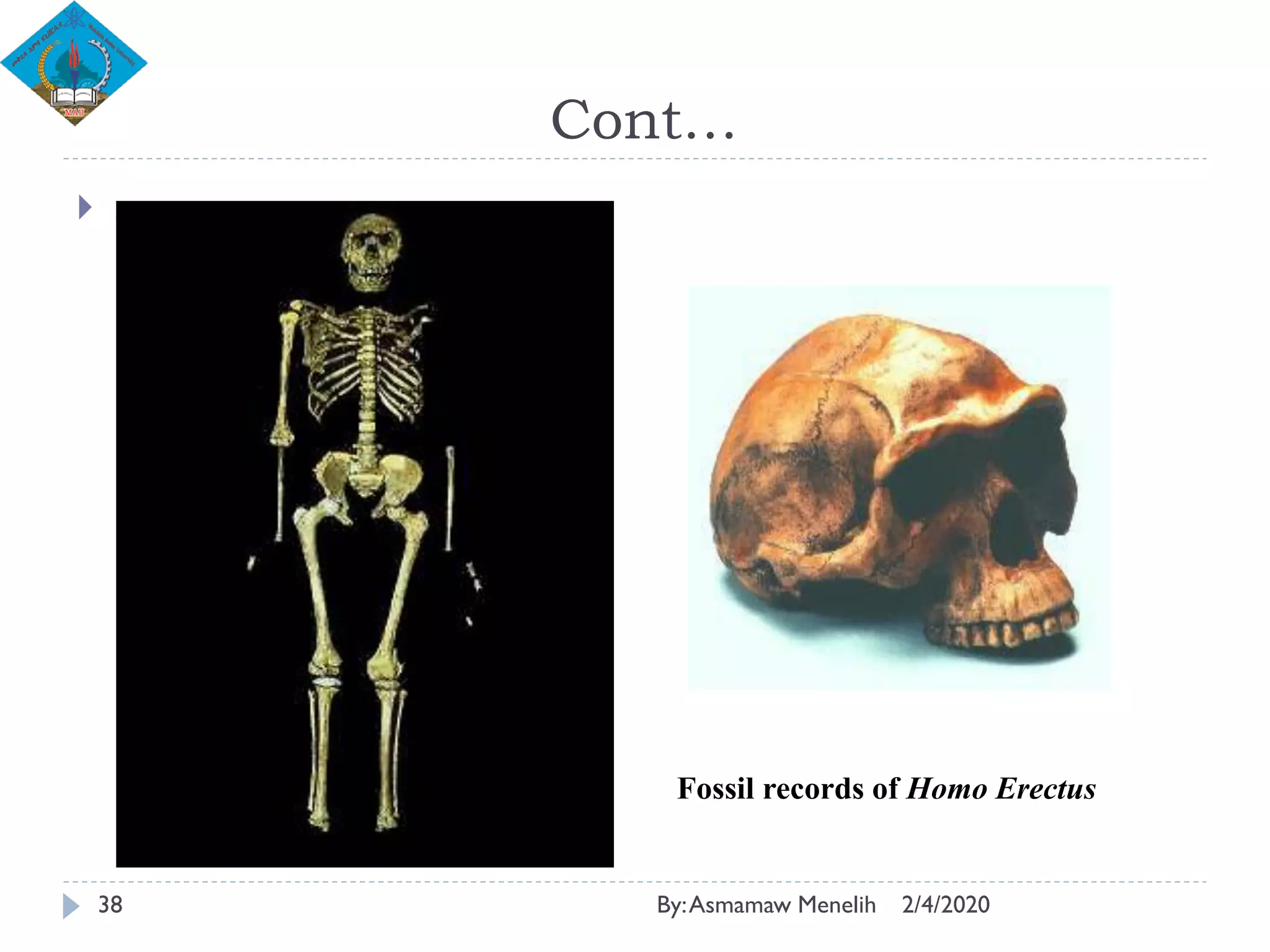 Human Evolution | PDF