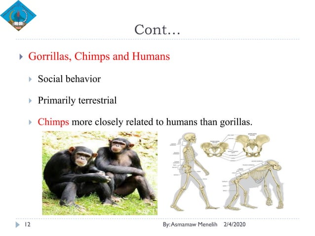 Human Evolution | PDF