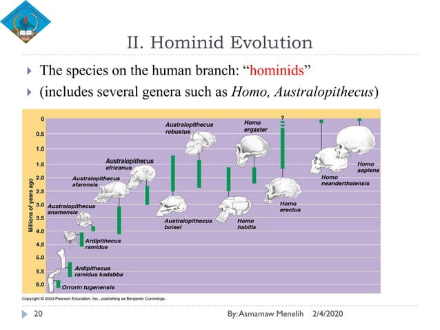 Human Evolution | PDF
